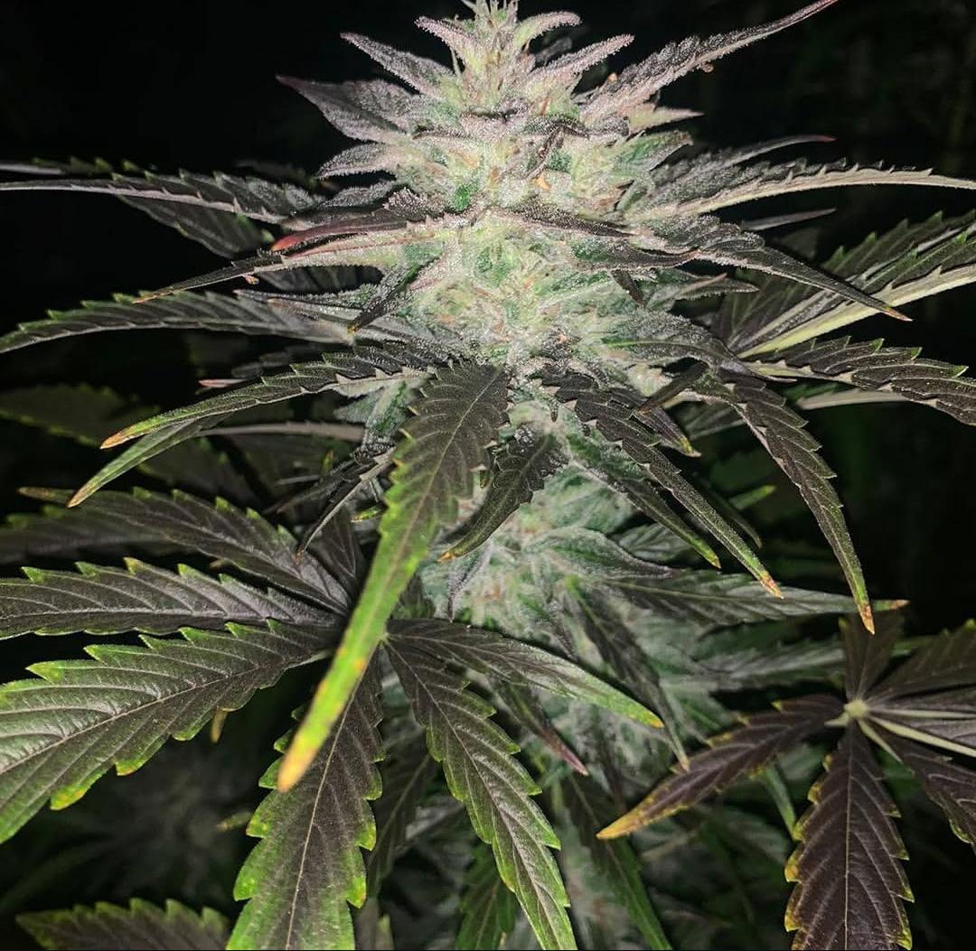 #1 Best Kush Mintz Clinic - Kush Mintz