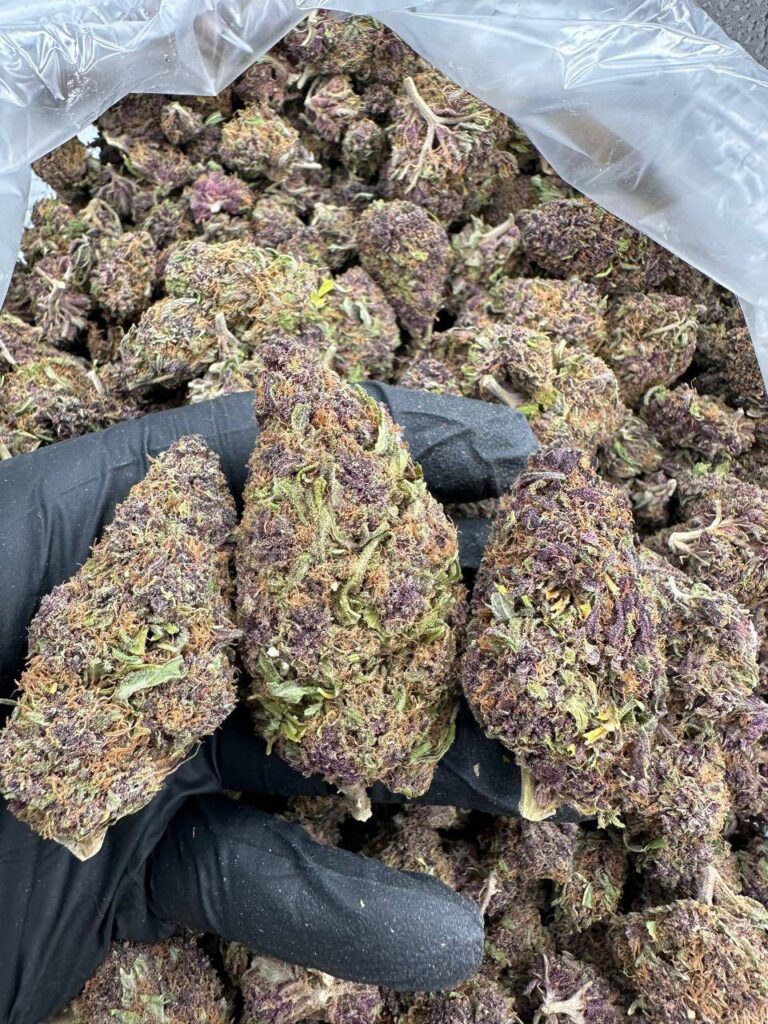#1 Best Sunset Dream strain - Kush Mintz